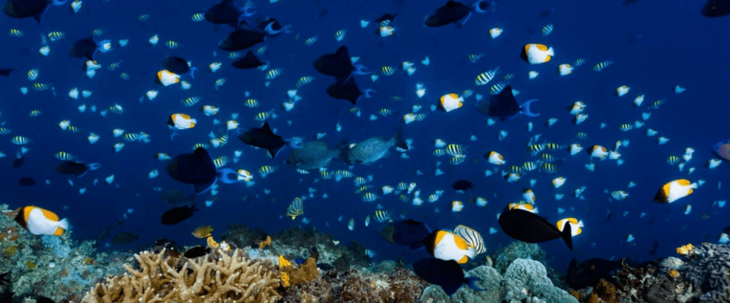 Marine Biodiversity and Ecosystem - IOC Sub-Commission for the Western ...