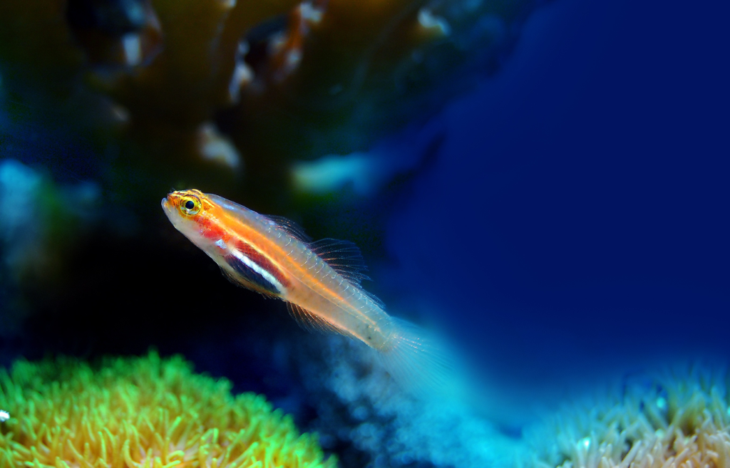 Call for Entries! The Photo Competition 2026: Guardians of the Coral ...